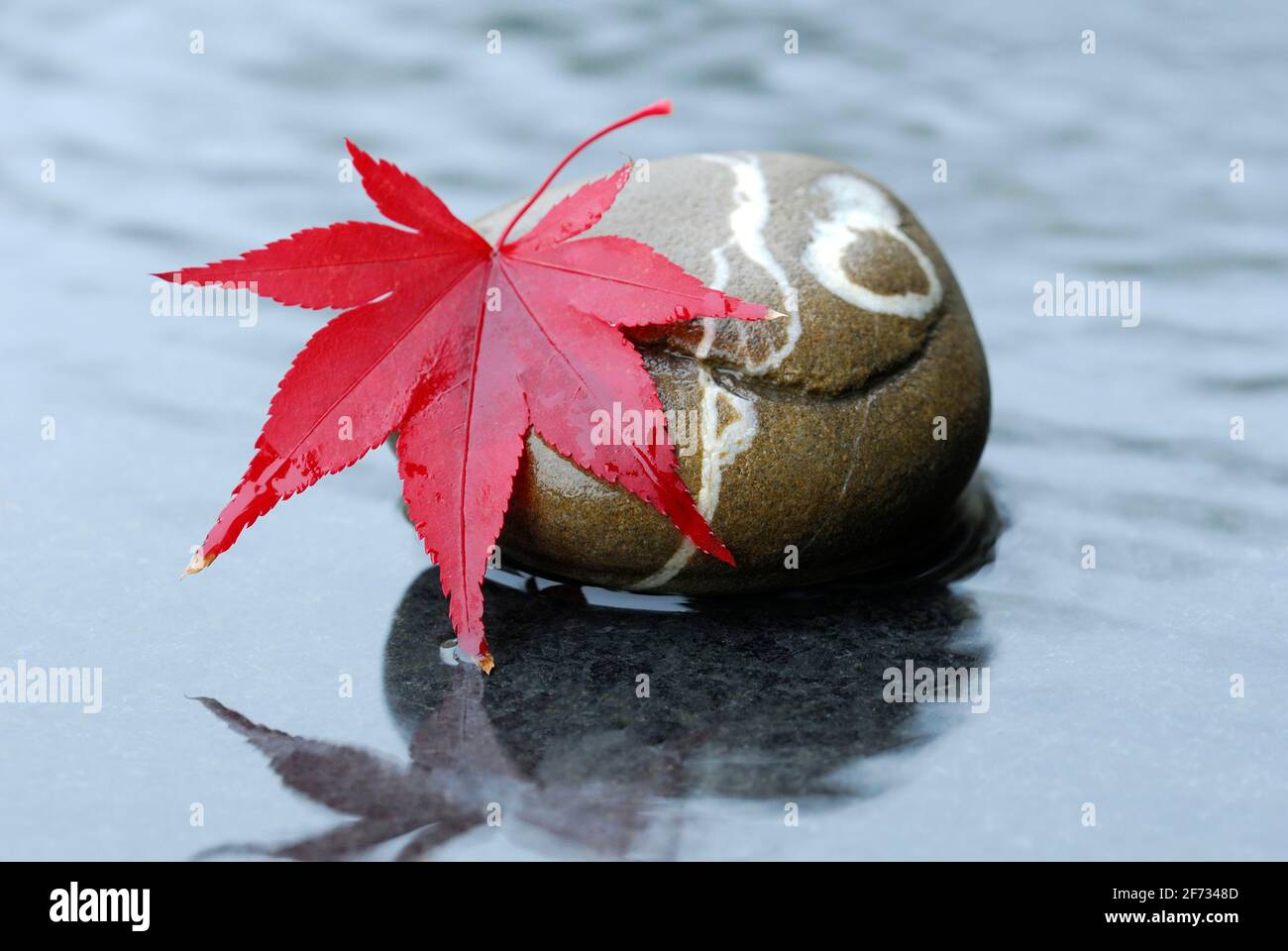 Downy Japanese Mapleleaf on stone ( Acer japonicum Stock Photo - Alamy