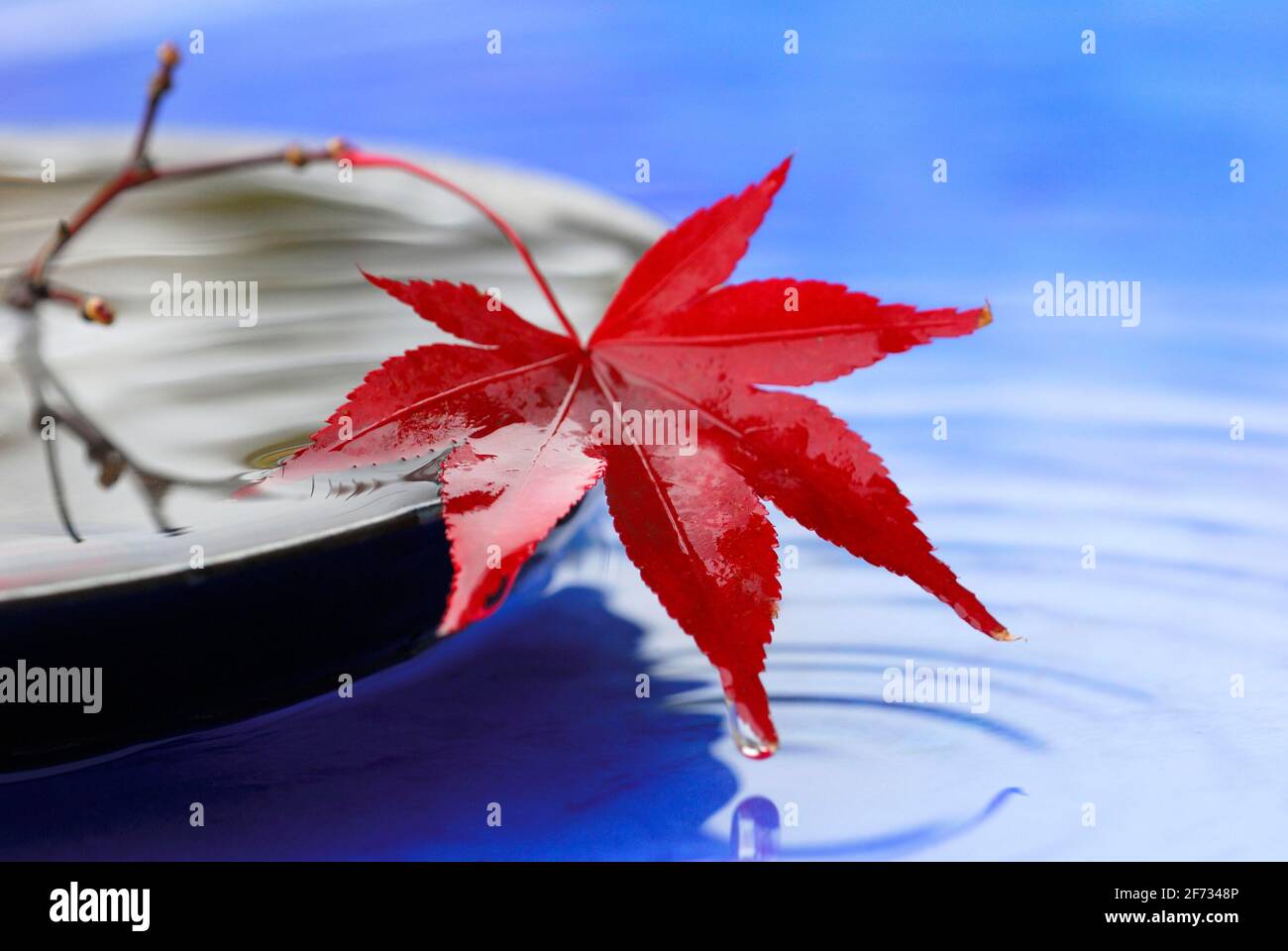 Downy Japanese Maple, sheet ( Acer japonicum Stock Photo - Alamy