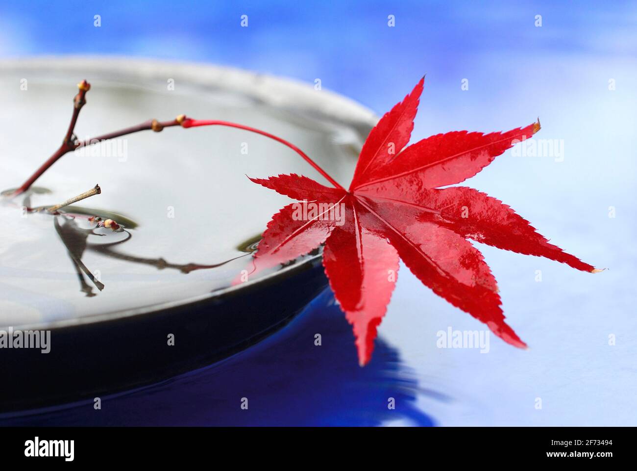 Downy Japanese Maple, sheet ( Acer japonicum Stock Photo - Alamy