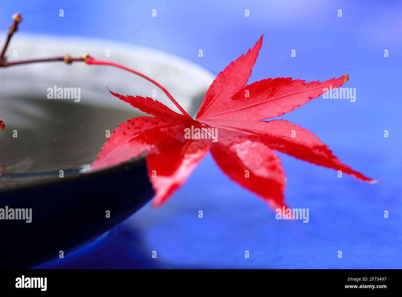 Downy Japanese Maple, sheet ( Acer japonicum Stock Photo - Alamy