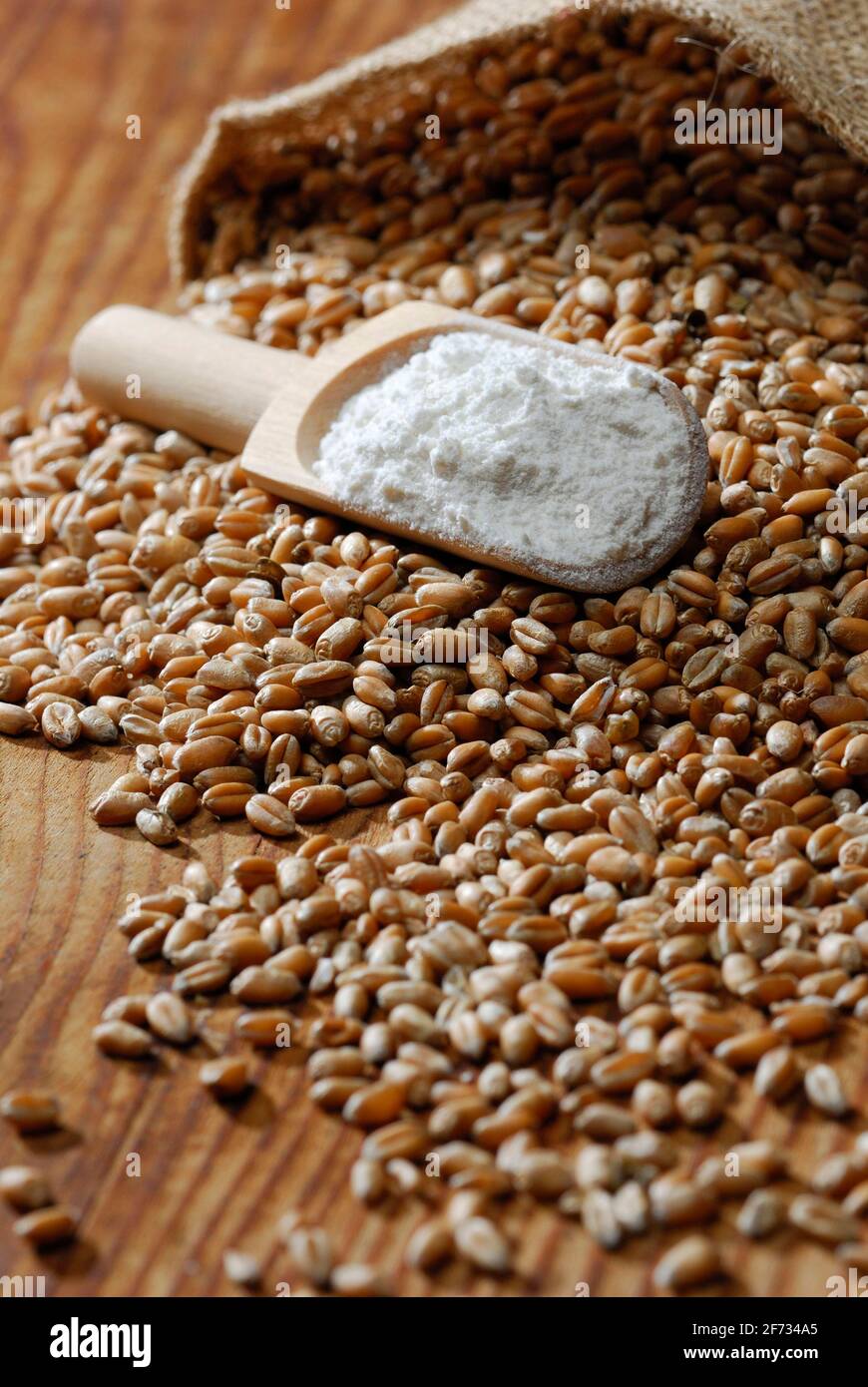 Wheat, Grains, Flour ( Triticum aestivum) , Flour Stock Photo - Alamy