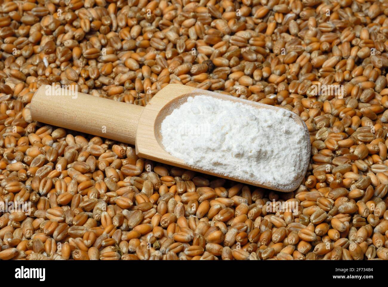 Wheat, Grains, Flour ( Triticum aestivum) , Flour Stock Photo - Alamy