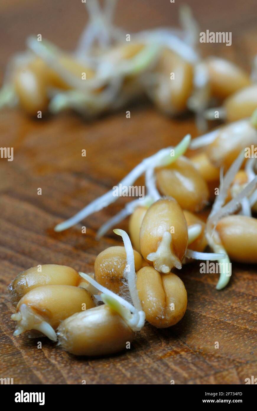 Wheatgerms (Triticum aestivum) sprouts, germ, cereal seedlings Stock ...