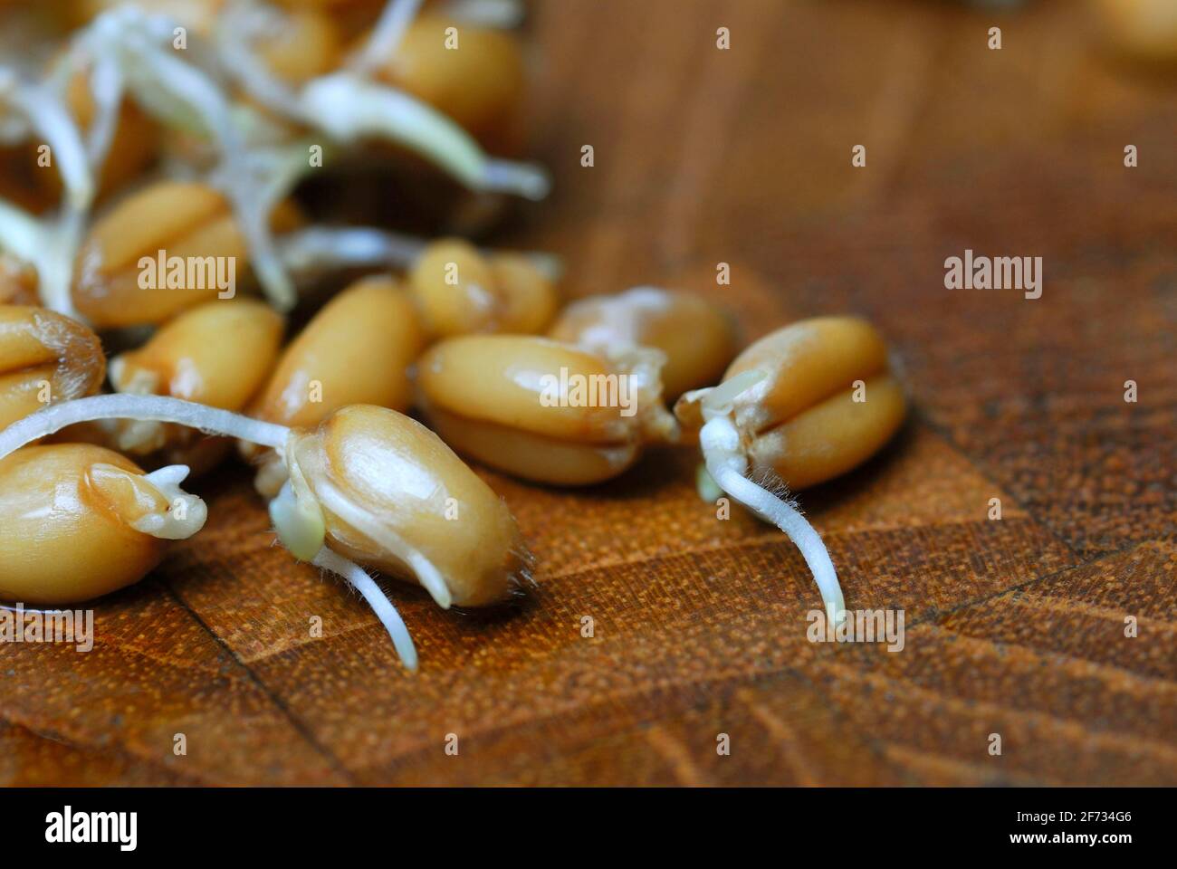 Wheatgerms (Triticum aestivum) sprouts, germ, cereal seedlings Stock ...