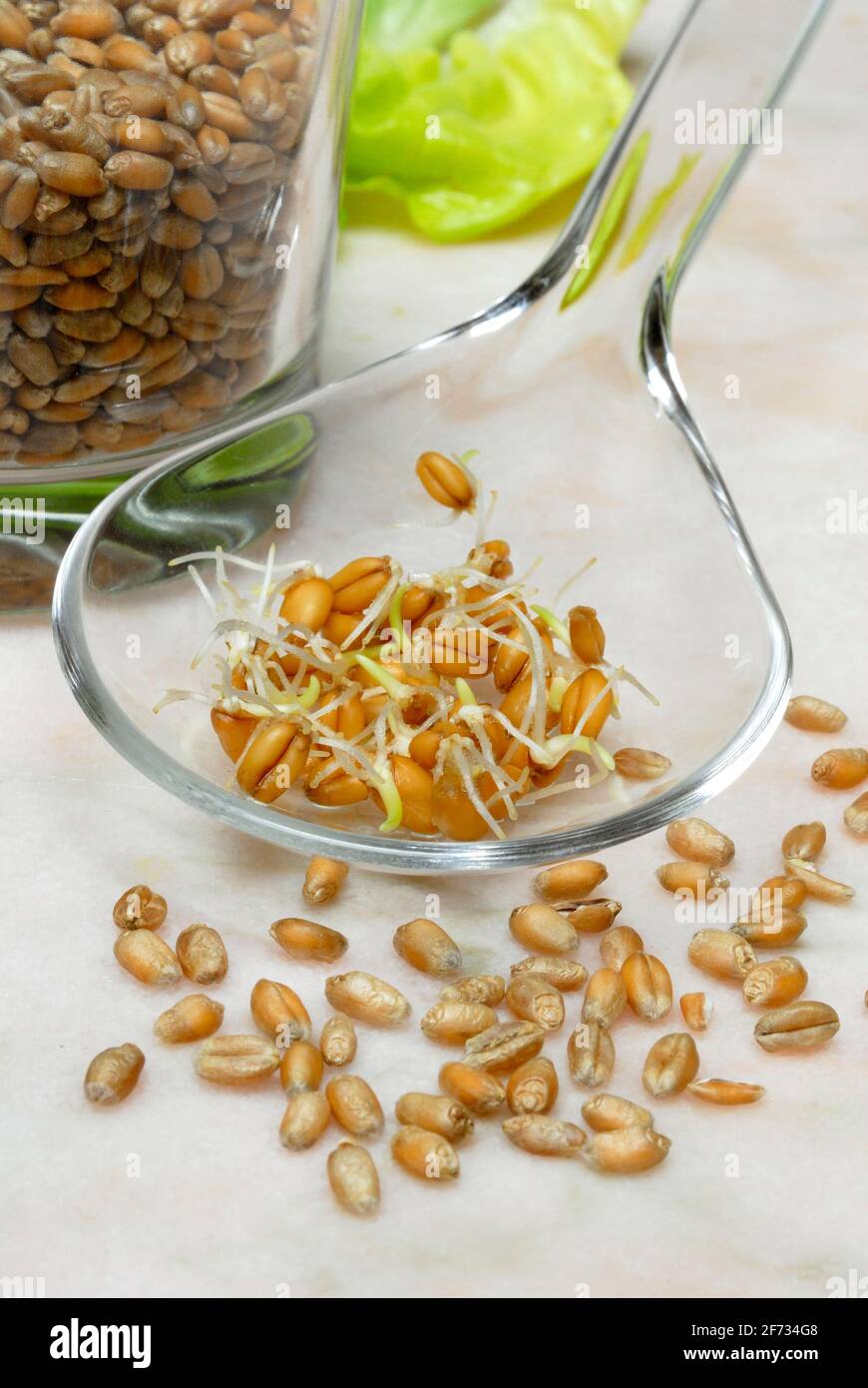 Wheatgerms (Triticum aestivum) sprouts, germ, cereal seedlings Stock ...