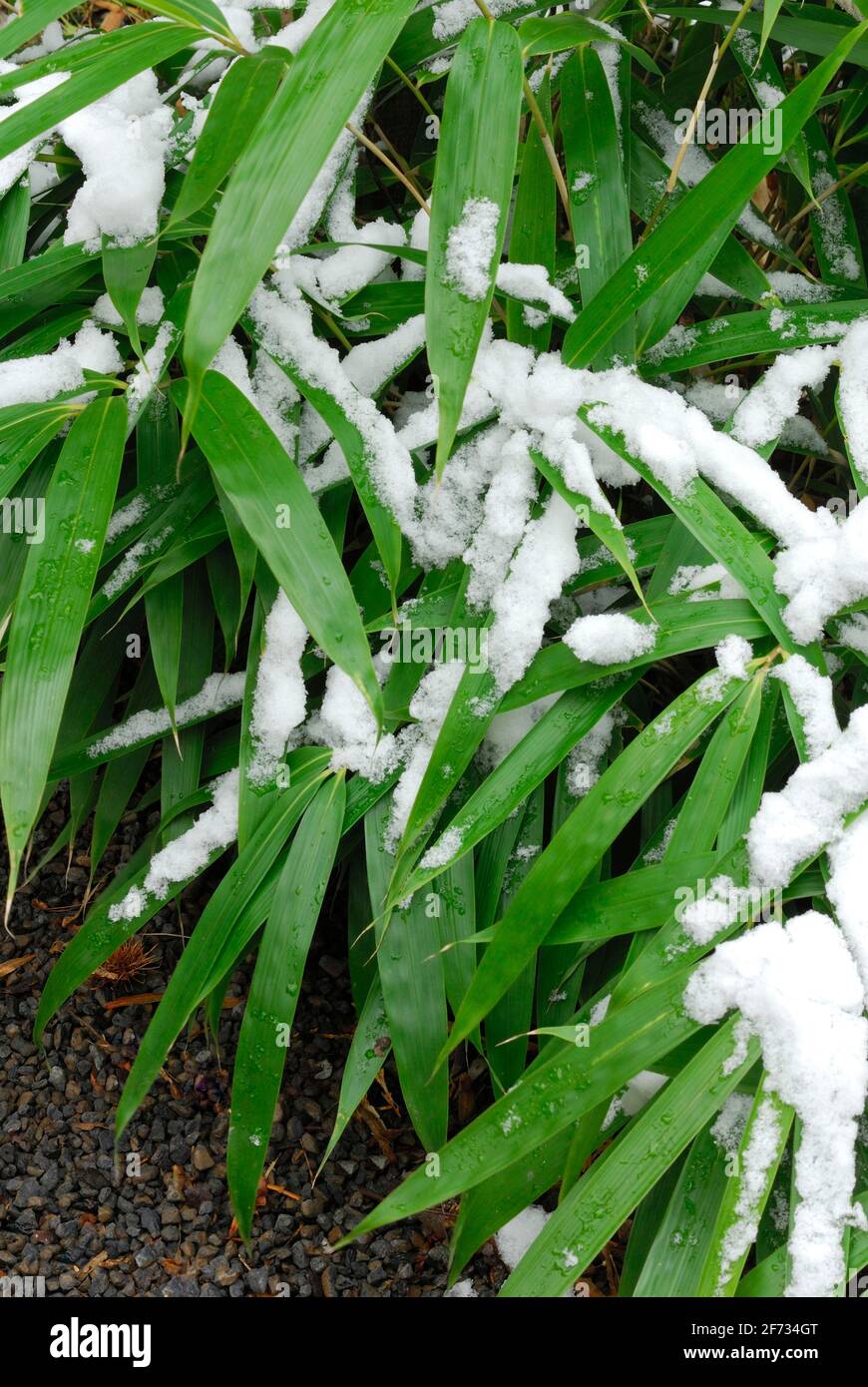 Bamboo bush with snow Stock Photo - Alamy