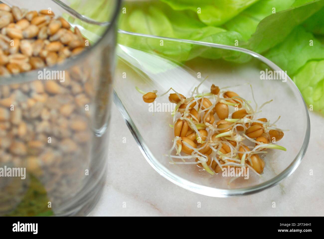 Wheatgerms (Triticum aestivum) sprouts, germ, cereal seedlings Stock ...
