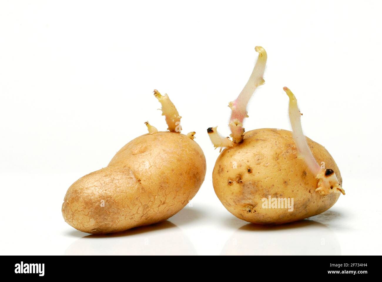 Potato (Solanum tuberosum) Pre-germinate Stock Photo - Alamy