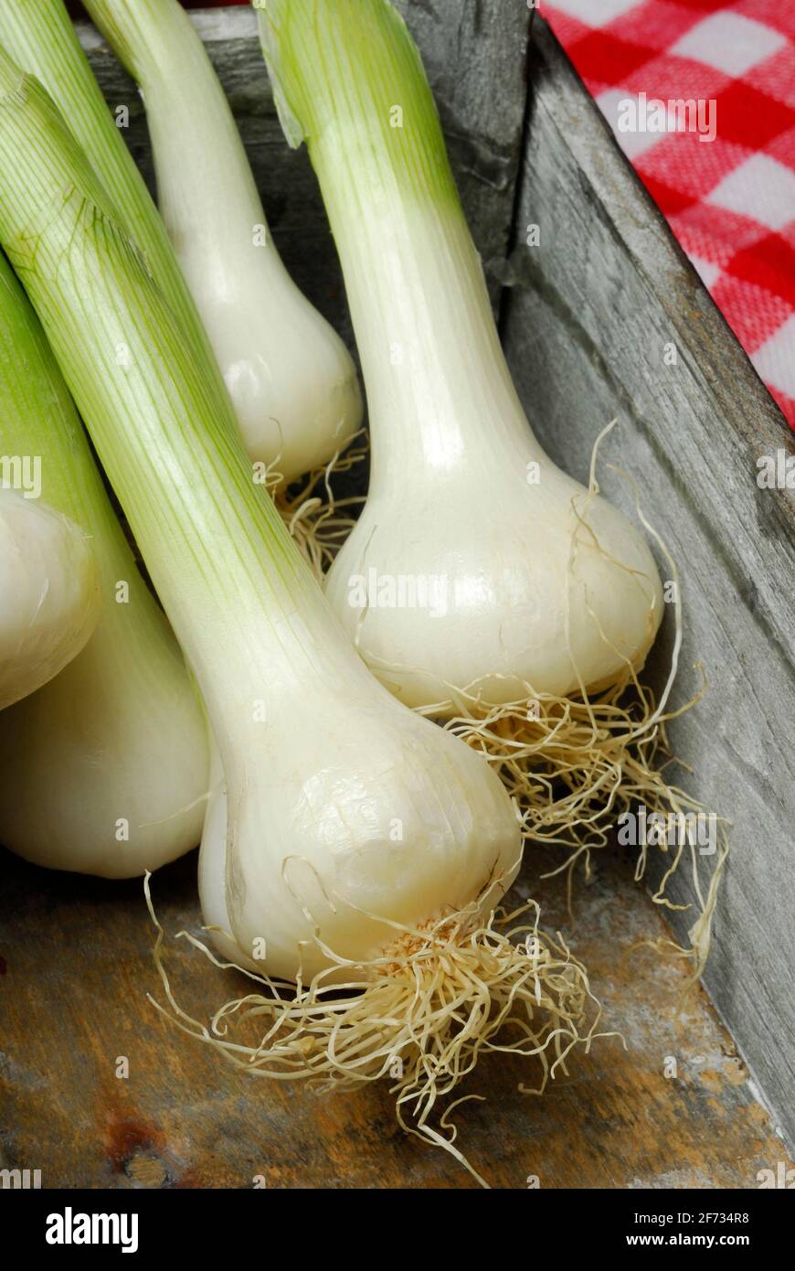 Onion, onion, spring onion, spring onion, box Stock Photo - Alamy