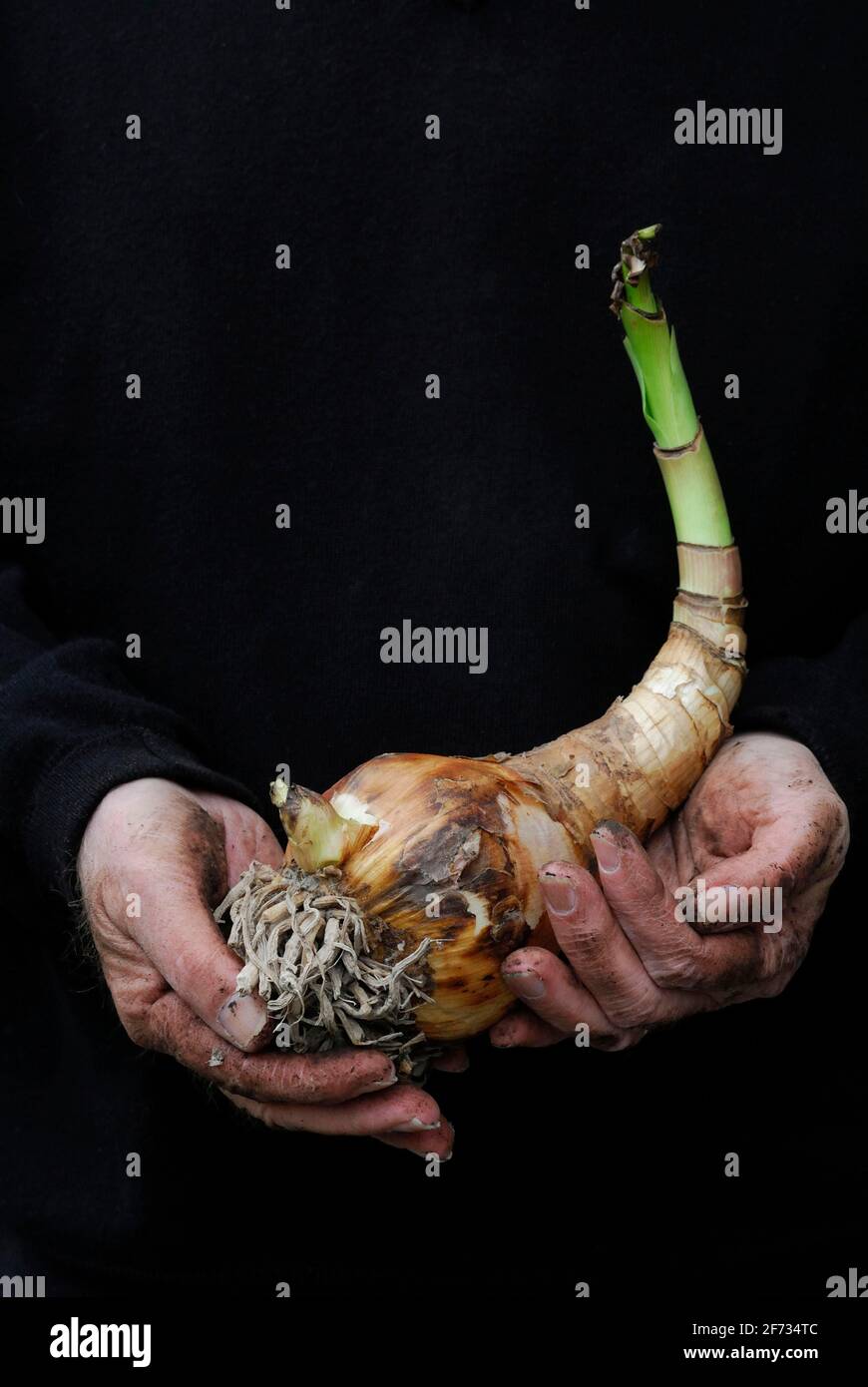 Star of Chivalry, garden amaryllis, hands holding tuber, bulb Stock ...
