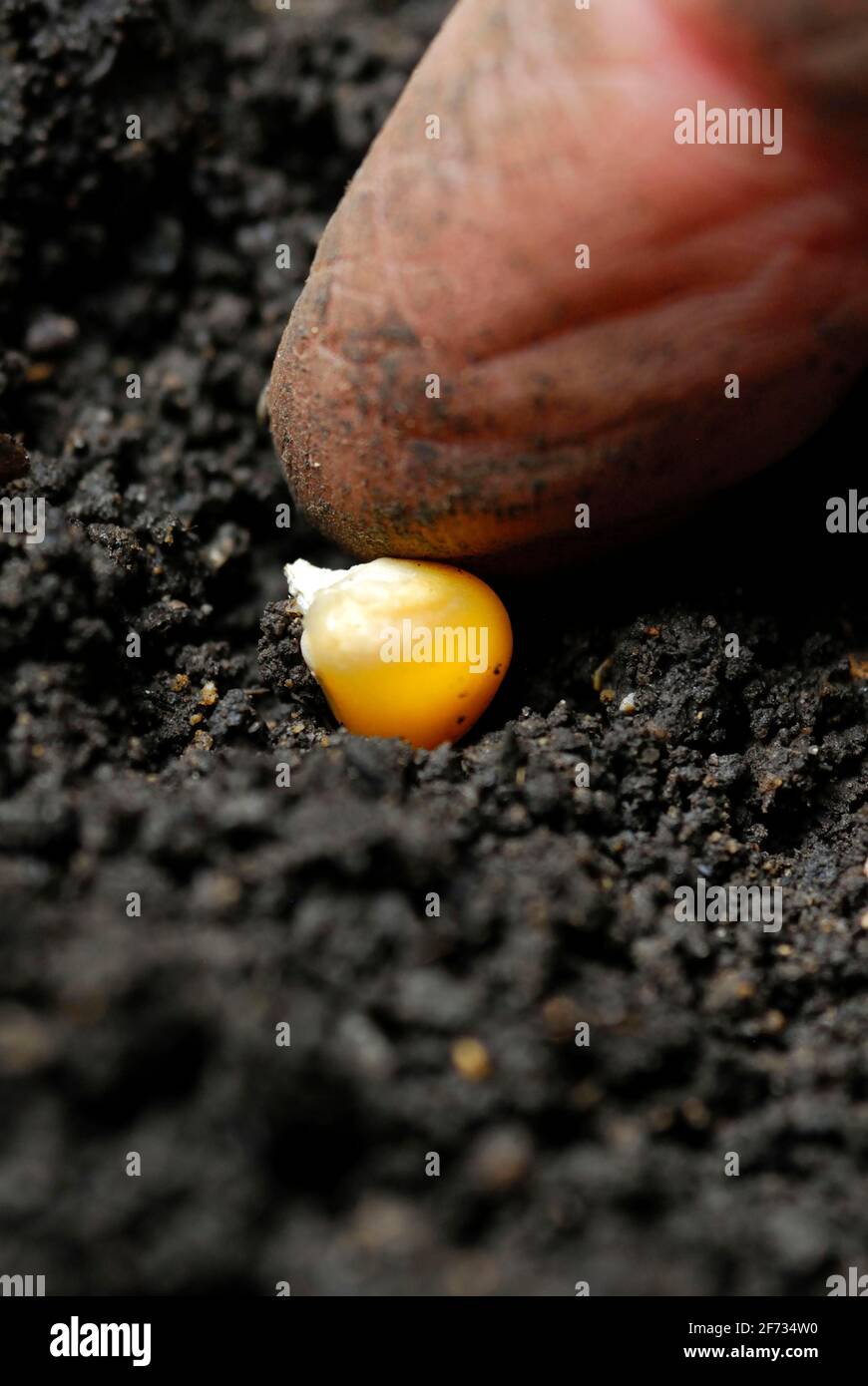 Corn kernels are put into soil, planted Stock Photo - Alamy