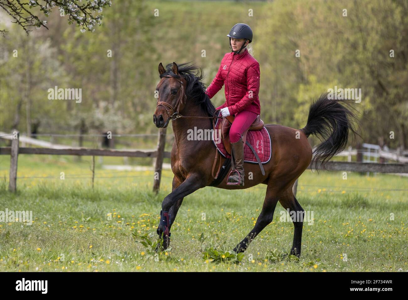 Equestrian discipline hi-res stock photography and images - Alamy