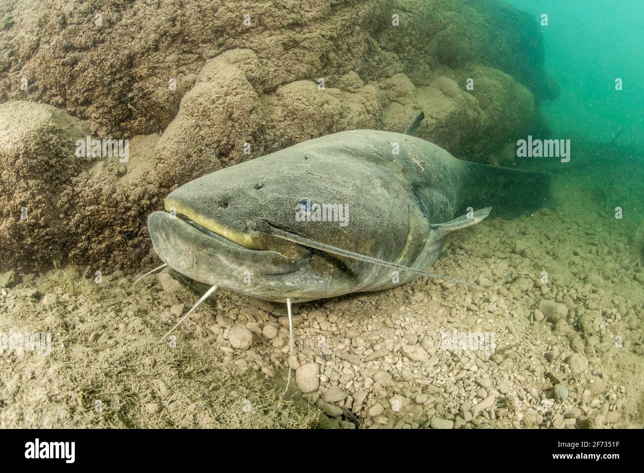 France catfish hi-res stock photography and images - Alamy