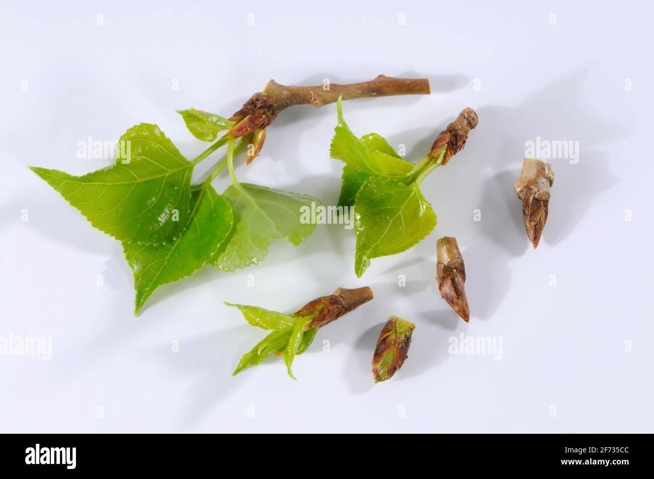Black poplar (Populus nigra), leaves and buds Stock Photo - Alamy
