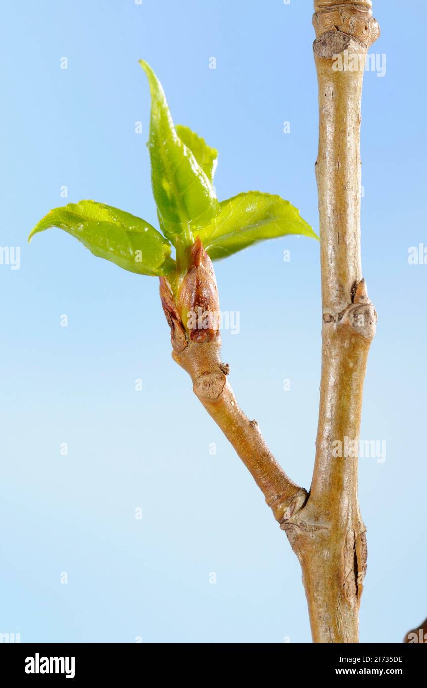 Black poplar (Populus nigra), bud Stock Photo - Alamy