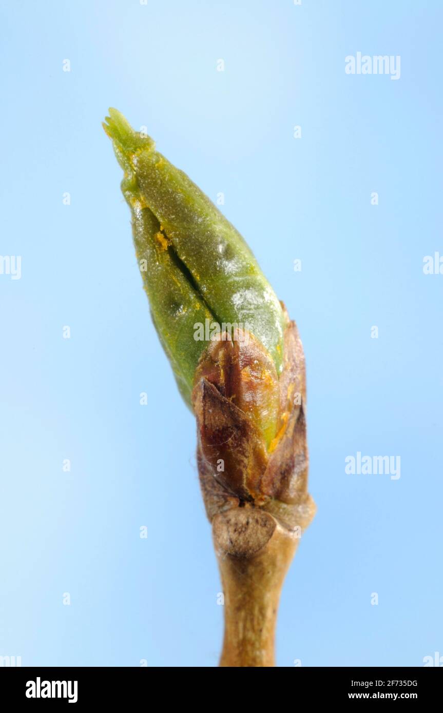 Black poplar (Populus nigra), bud Stock Photo - Alamy