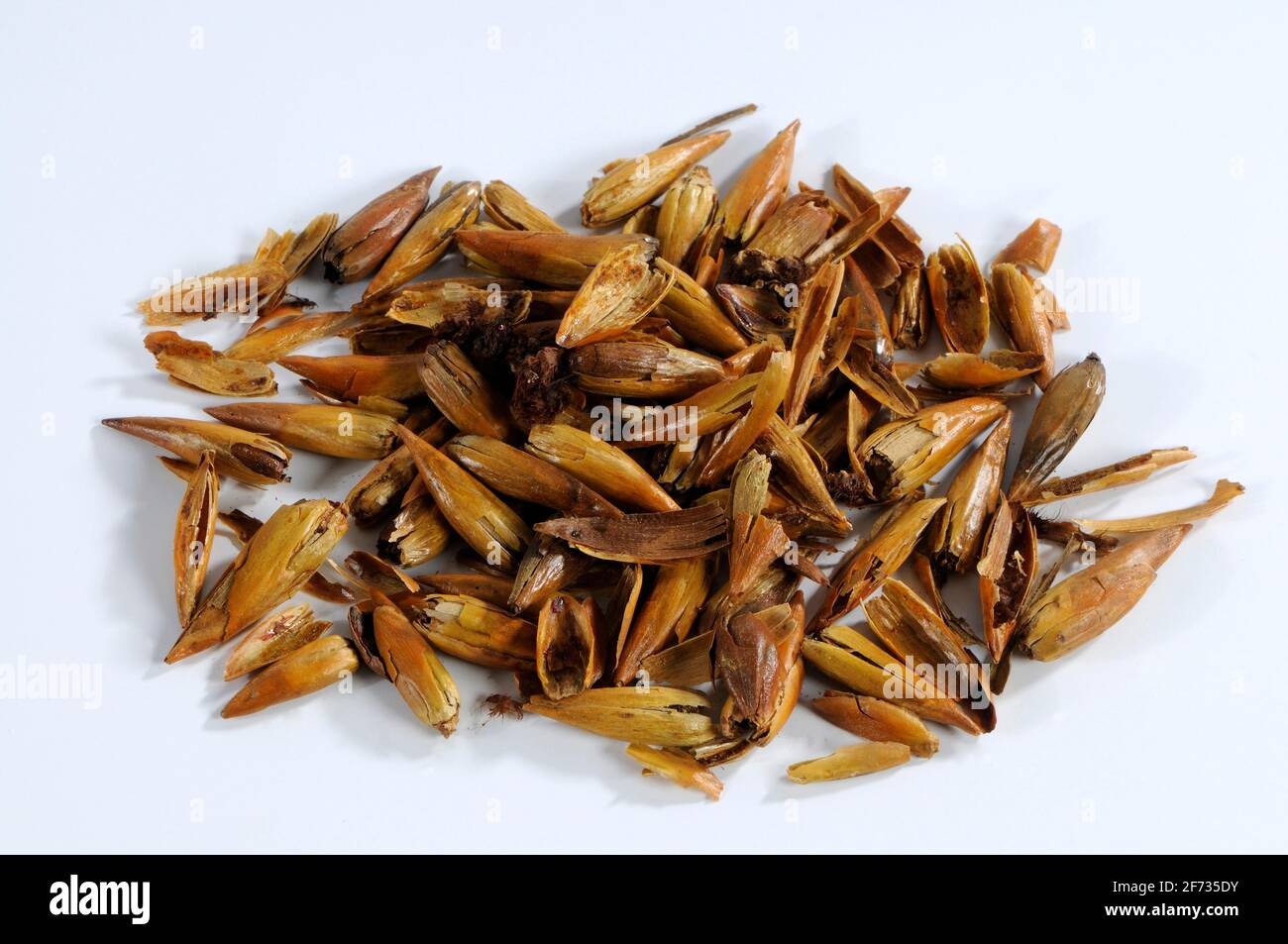 Black poplar buds hi-res stock photography and images - Alamy