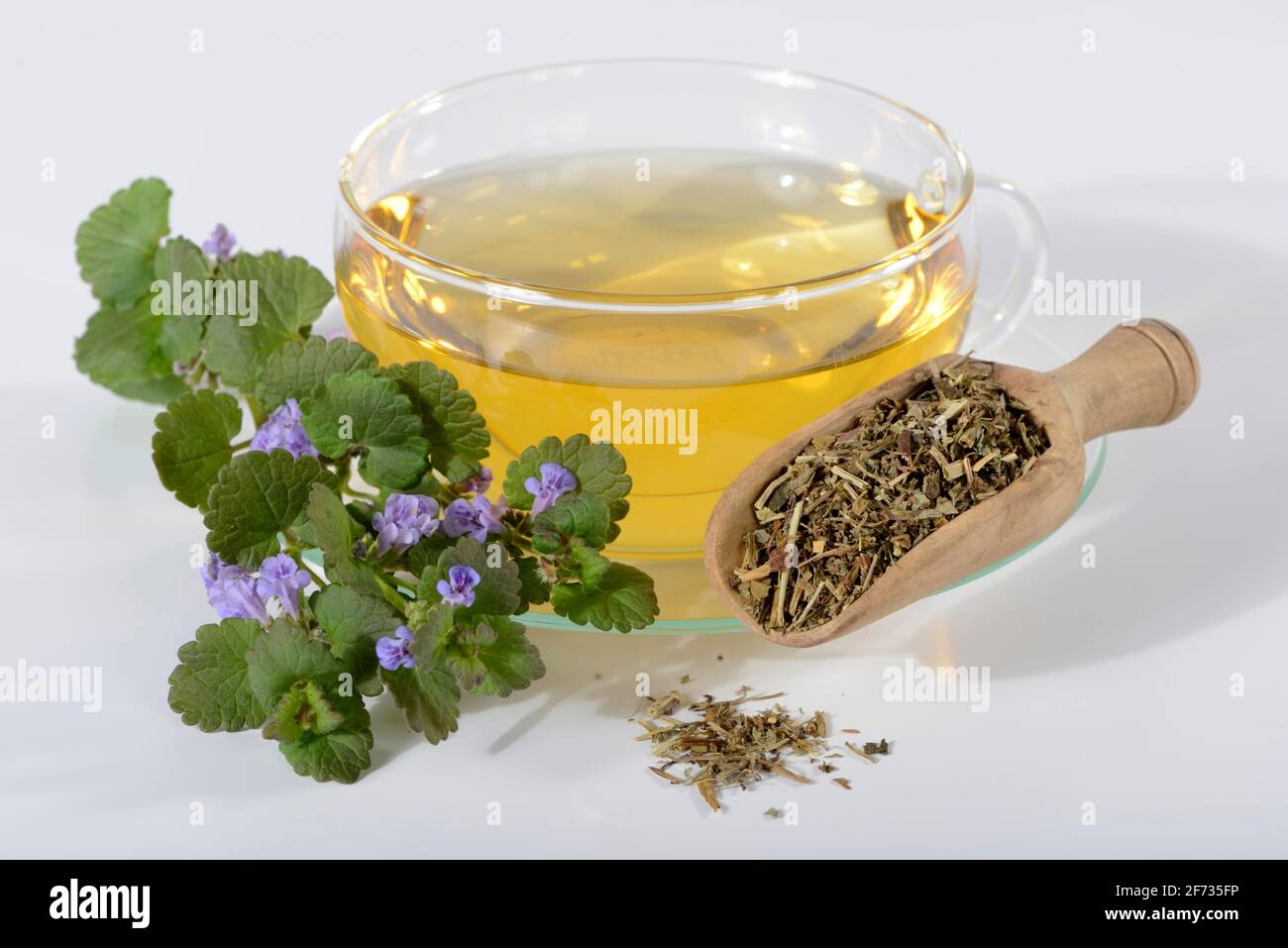 Cup of ground ivy tea, ground ivy tea, ground ivy tea, ground ivy tea ...
