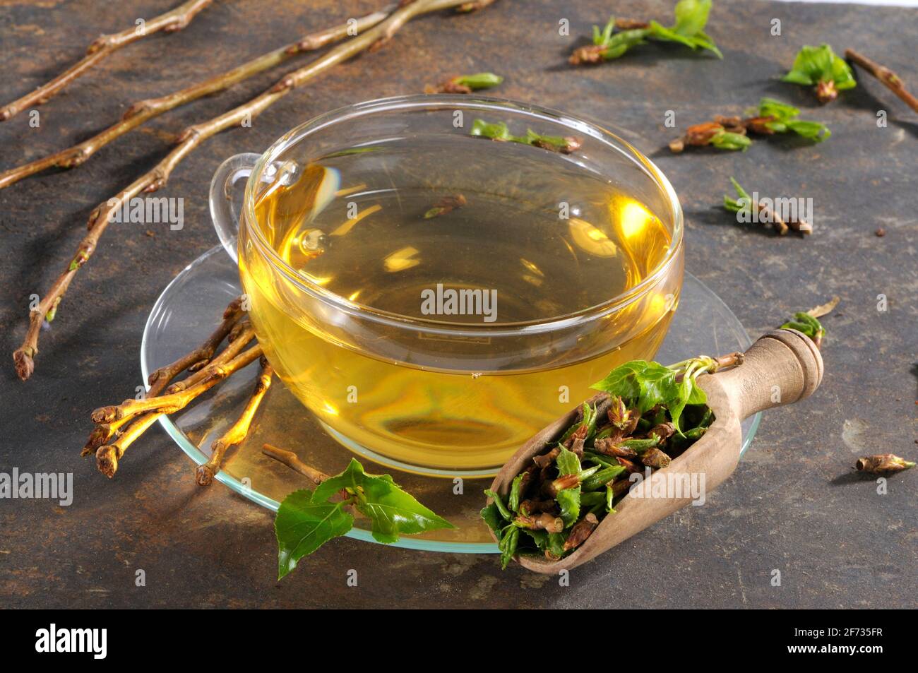 Cup black poplar bud tea (Populus nigra), black poplar bud tea, black ...