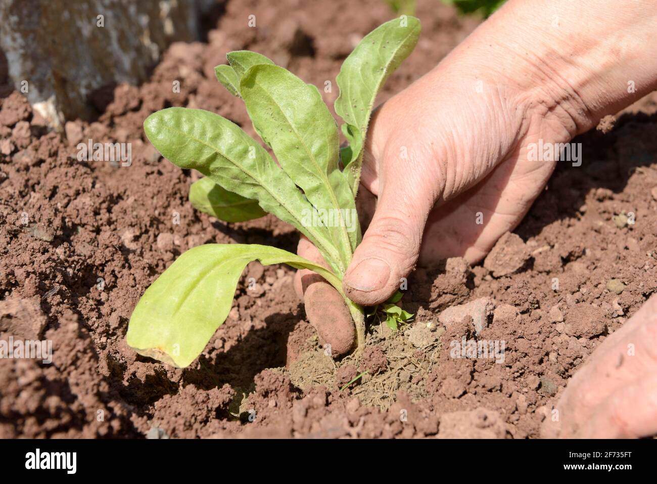 Placement of common marigold (Calendula officinalis Stock Photo - Alamy