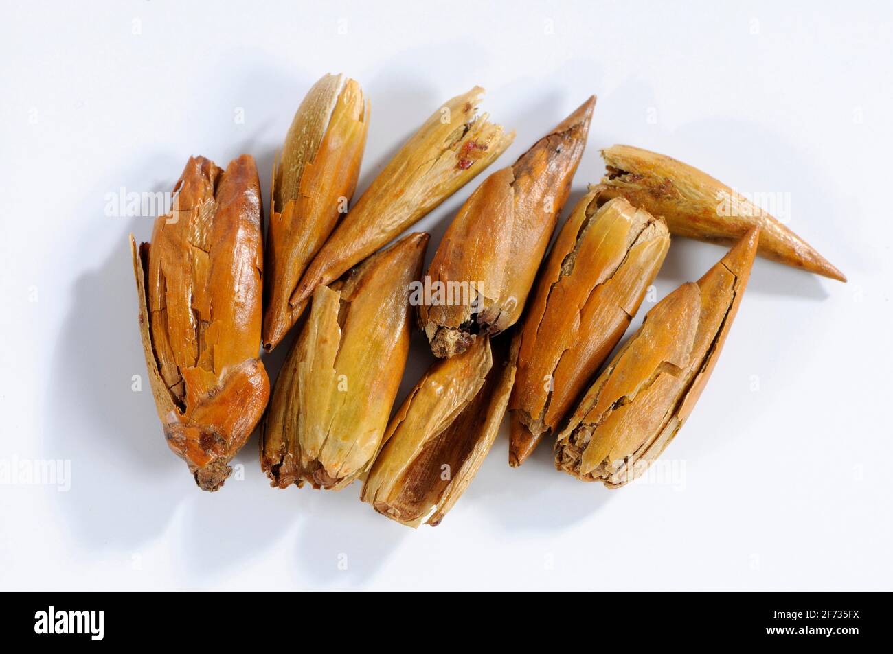 Black poplar (Populus nigra), buds Stock Photo - Alamy