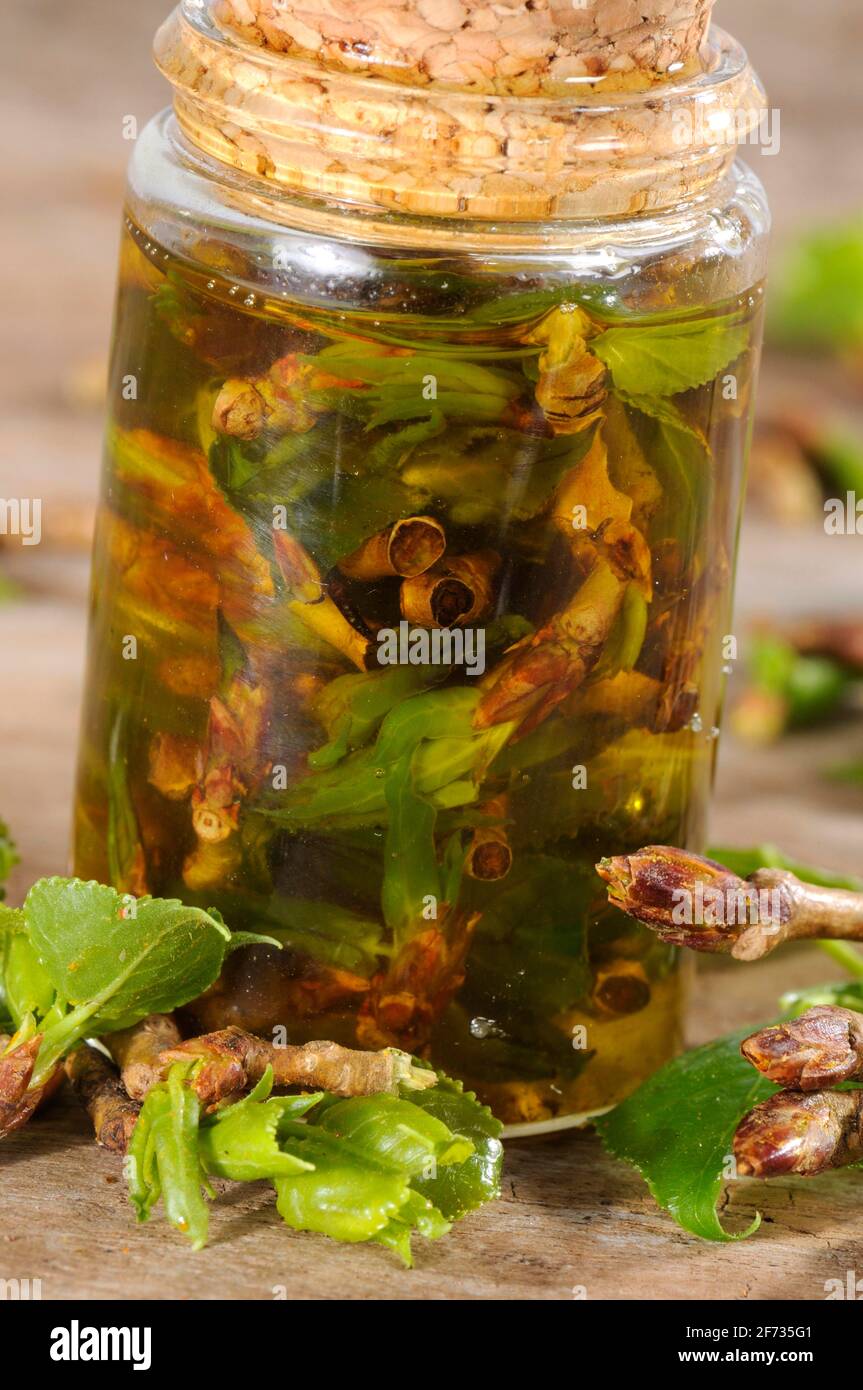 Black poplar (Populus nigra) Black poplar, oil Stock Photo - Alamy