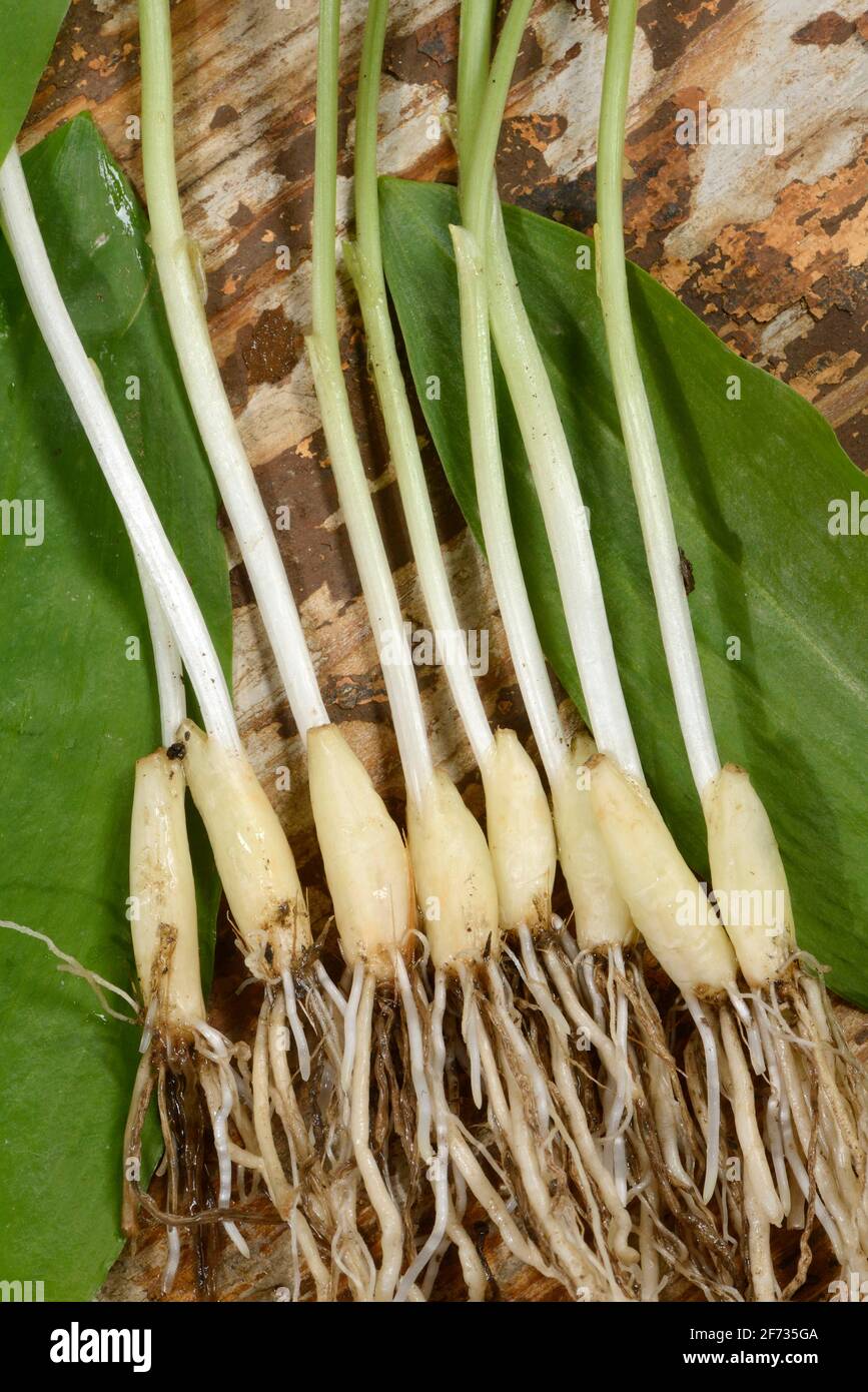 Ramsons plant hi-res stock photography and images - Alamy