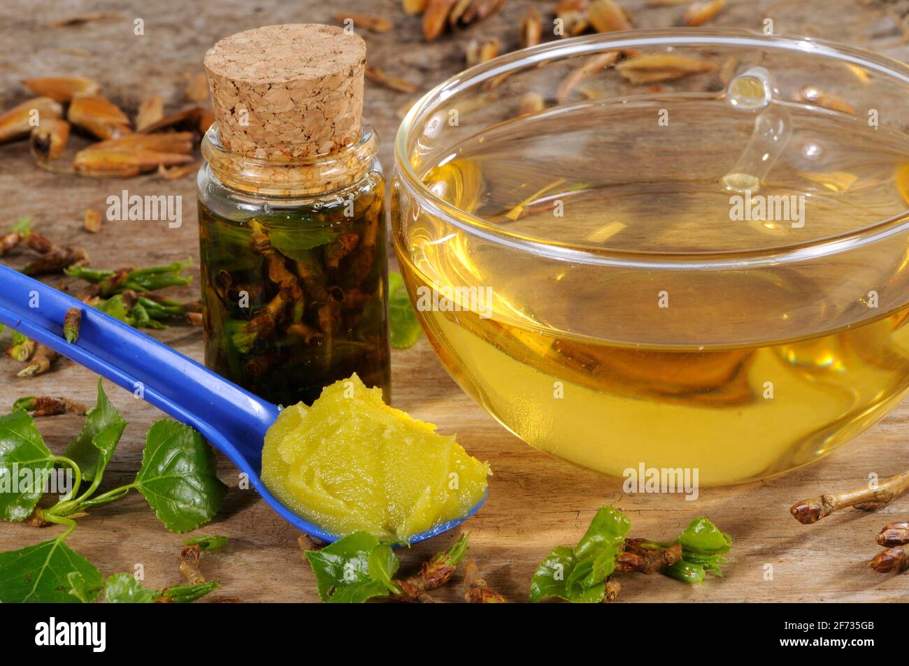 Black poplar (Populus nigra) and black poplar bud ointment, black ...