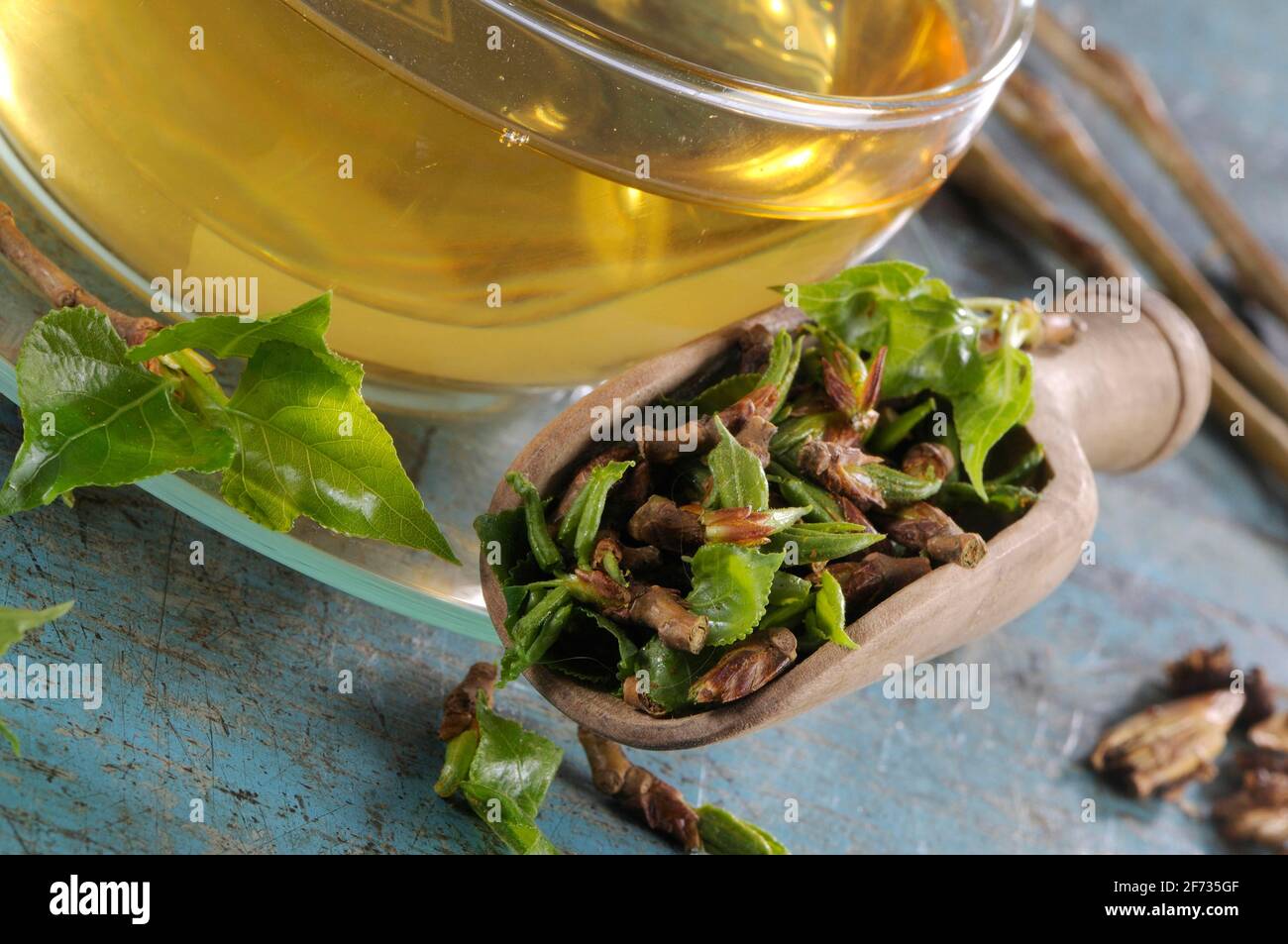 Cup black poplar bud tea (Populus nigra), black poplar bud tea, black ...