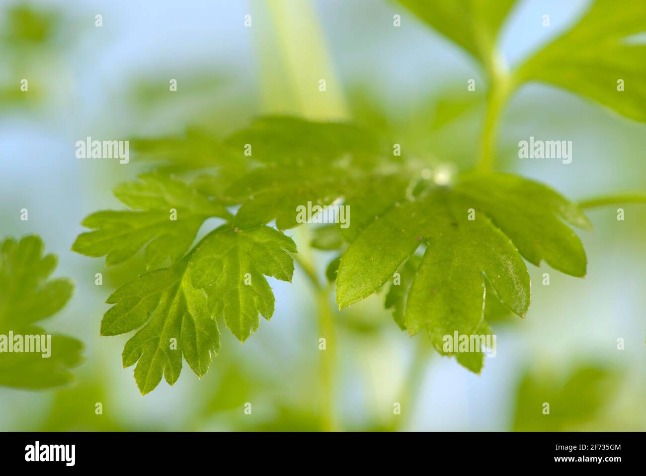 Chervil leaf hi-res stock photography and images - Alamy