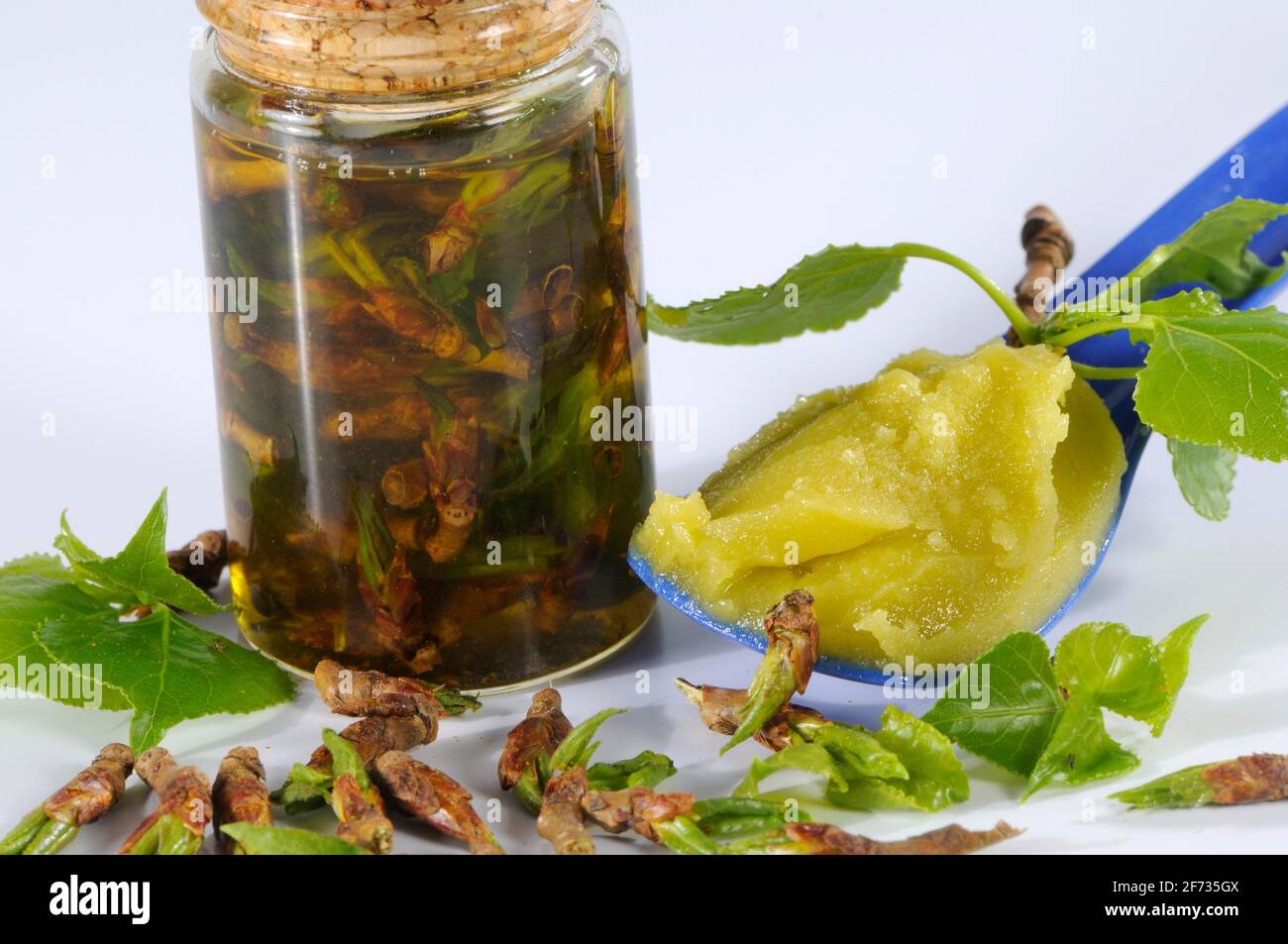 Black poplar (Populus nigra) and black poplar bud ointment, black ...