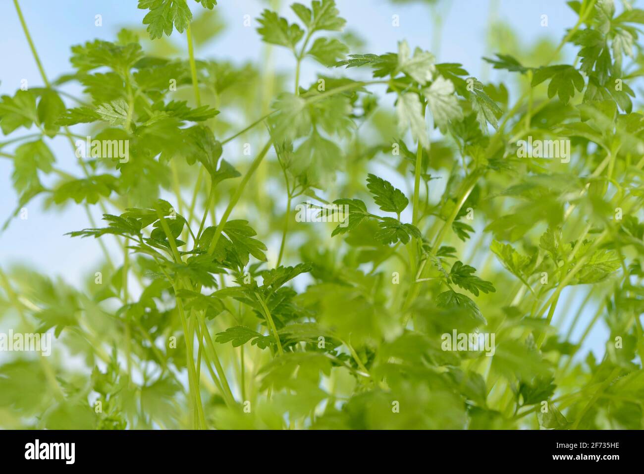 Chervil herb hi-res stock photography and images - Alamy