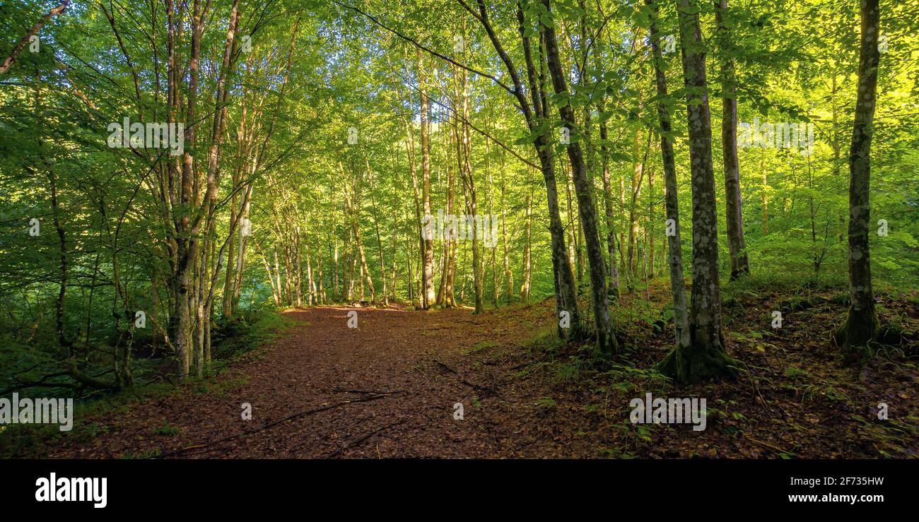 beech forest in summer. deciduous trees in morning light. beautiful ...