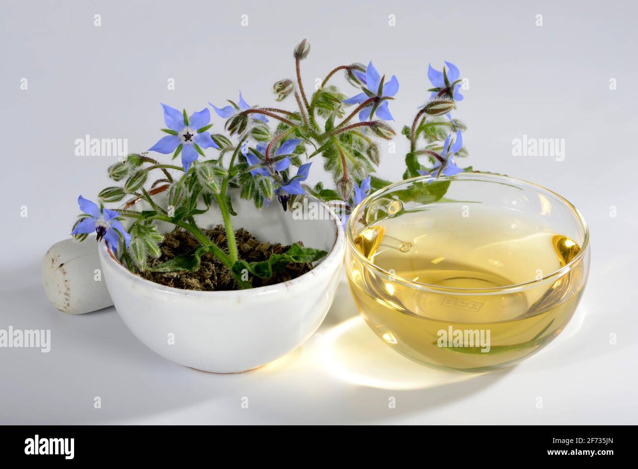 Borage, cup of borage tea, cucumber herb (Borago officinalis), mortar ...