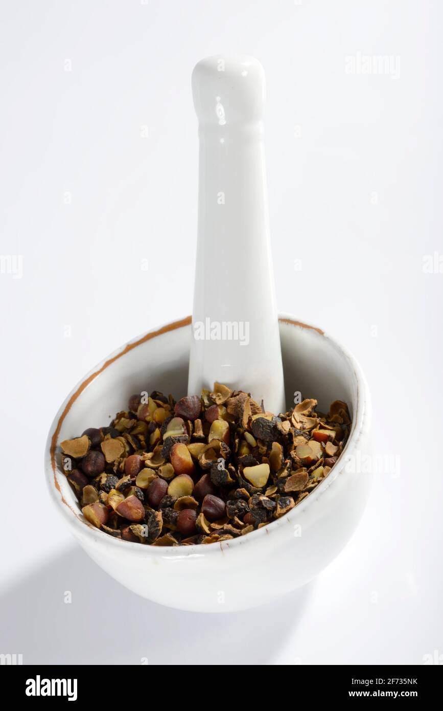 Saw palmettos (Serenoa repens) (Sabal serrulata) (Fructus Sabalae ...