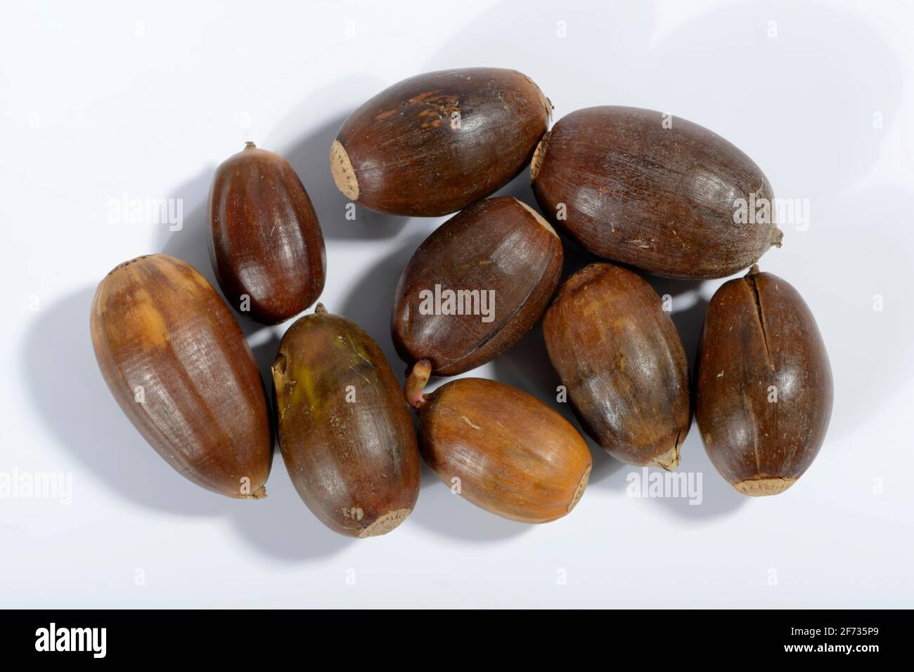 Acorns, English oak, English oak (Quercus robur), oak Stock Photo - Alamy