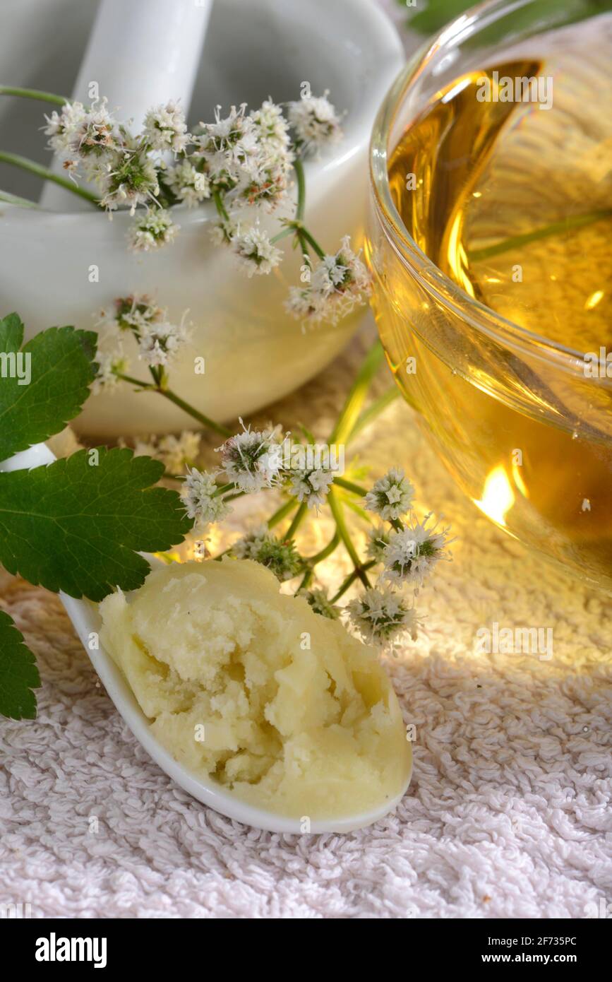 Sanicle ointment hi-res stock photography and images - Alamy