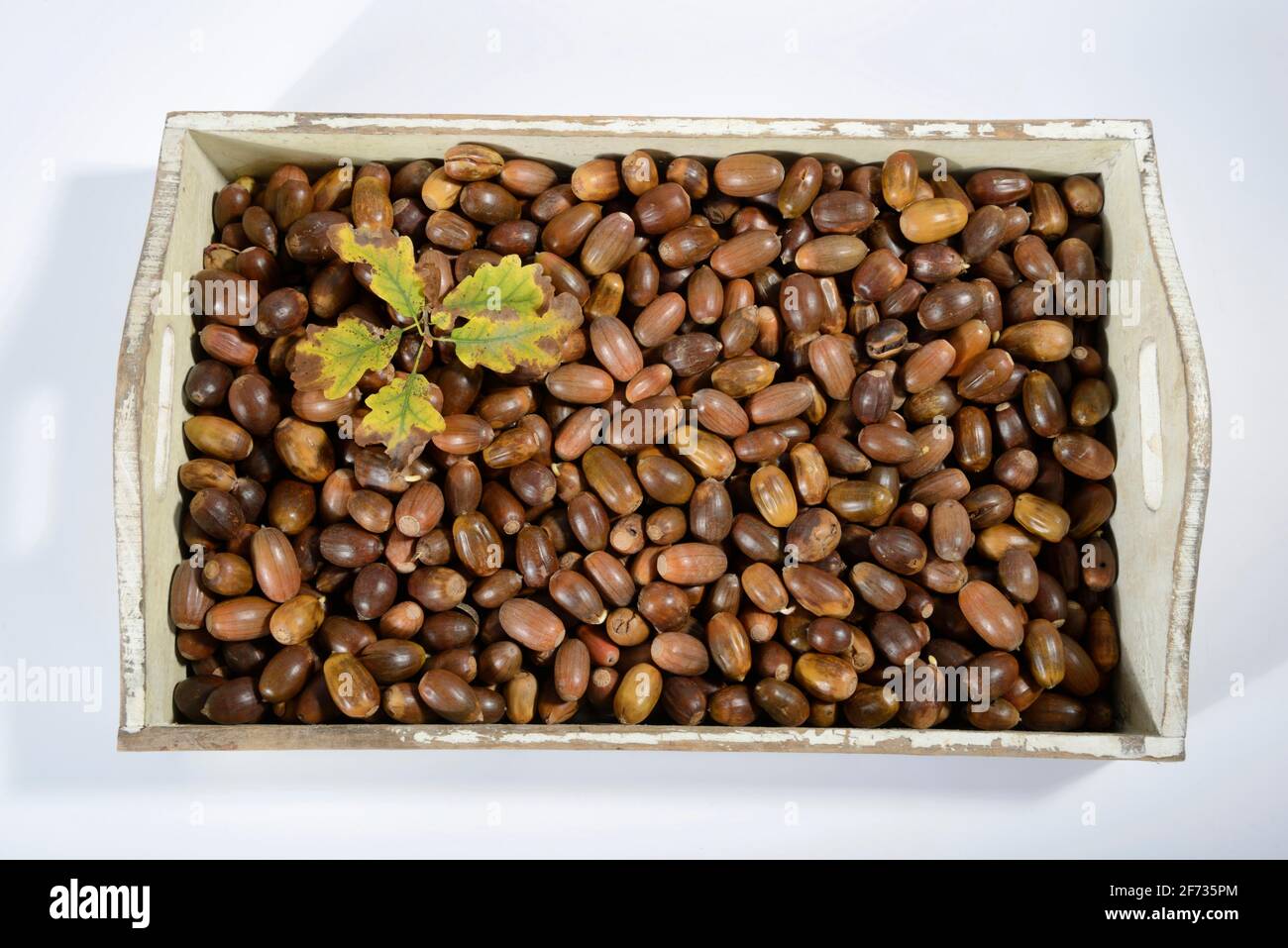 Acorns, English oak, English oak (Quercus robur), oak Stock Photo - Alamy