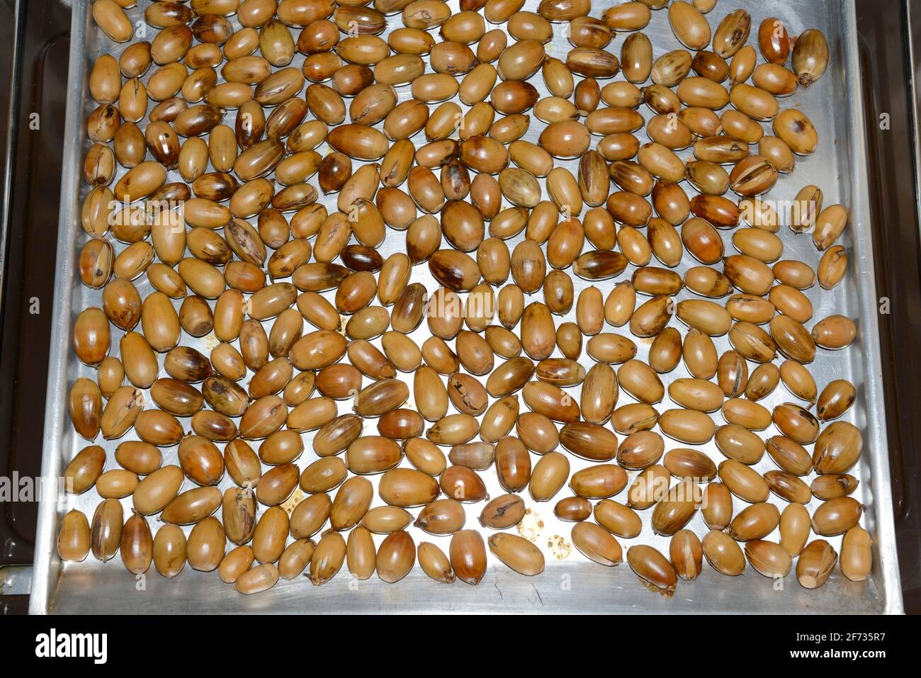 Acorns roasted, English oak, summer oak (Quercus robur), roasted ...