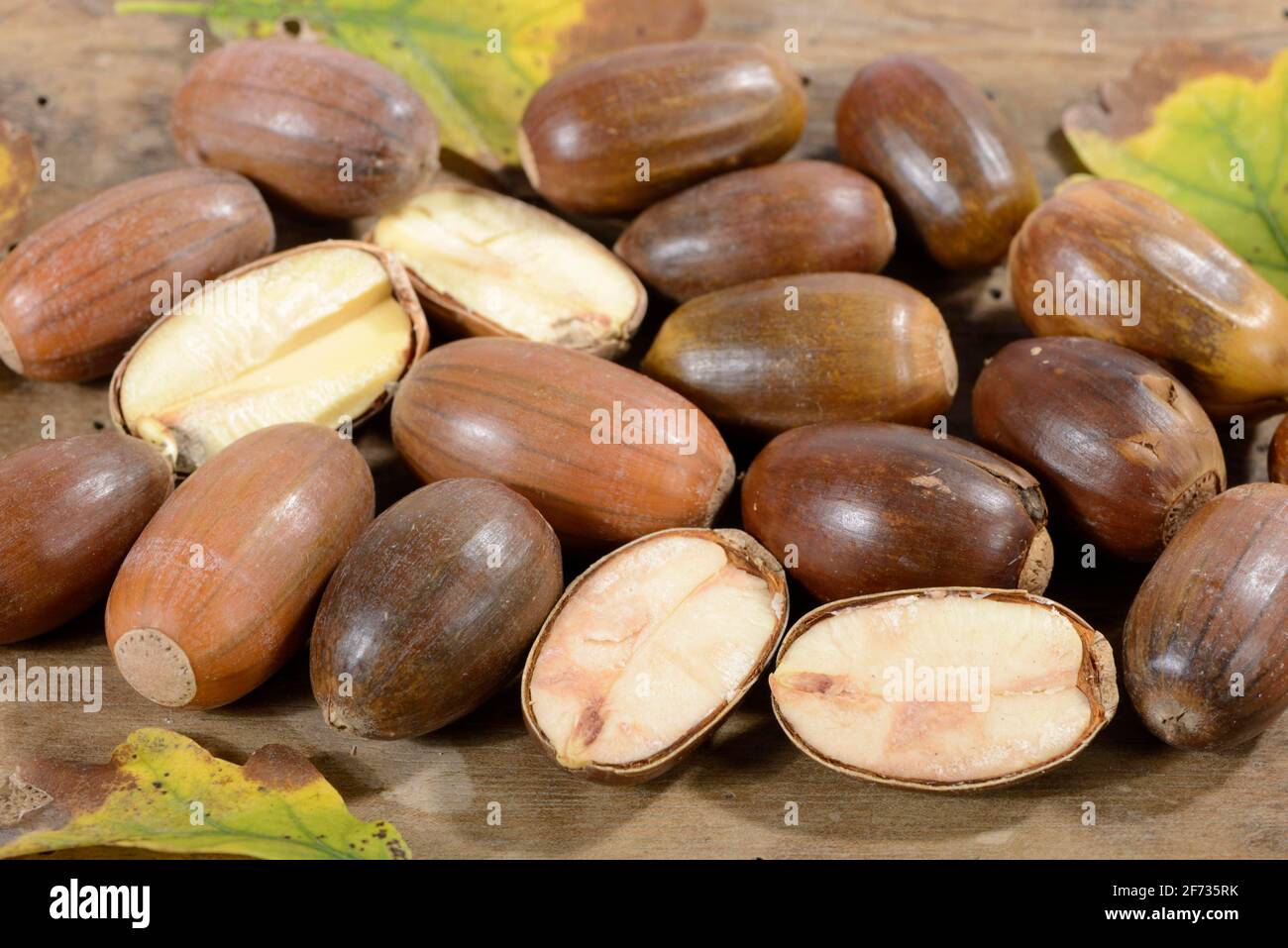 Acorns, English oak, English oak (Quercus robur), oak Stock Photo - Alamy