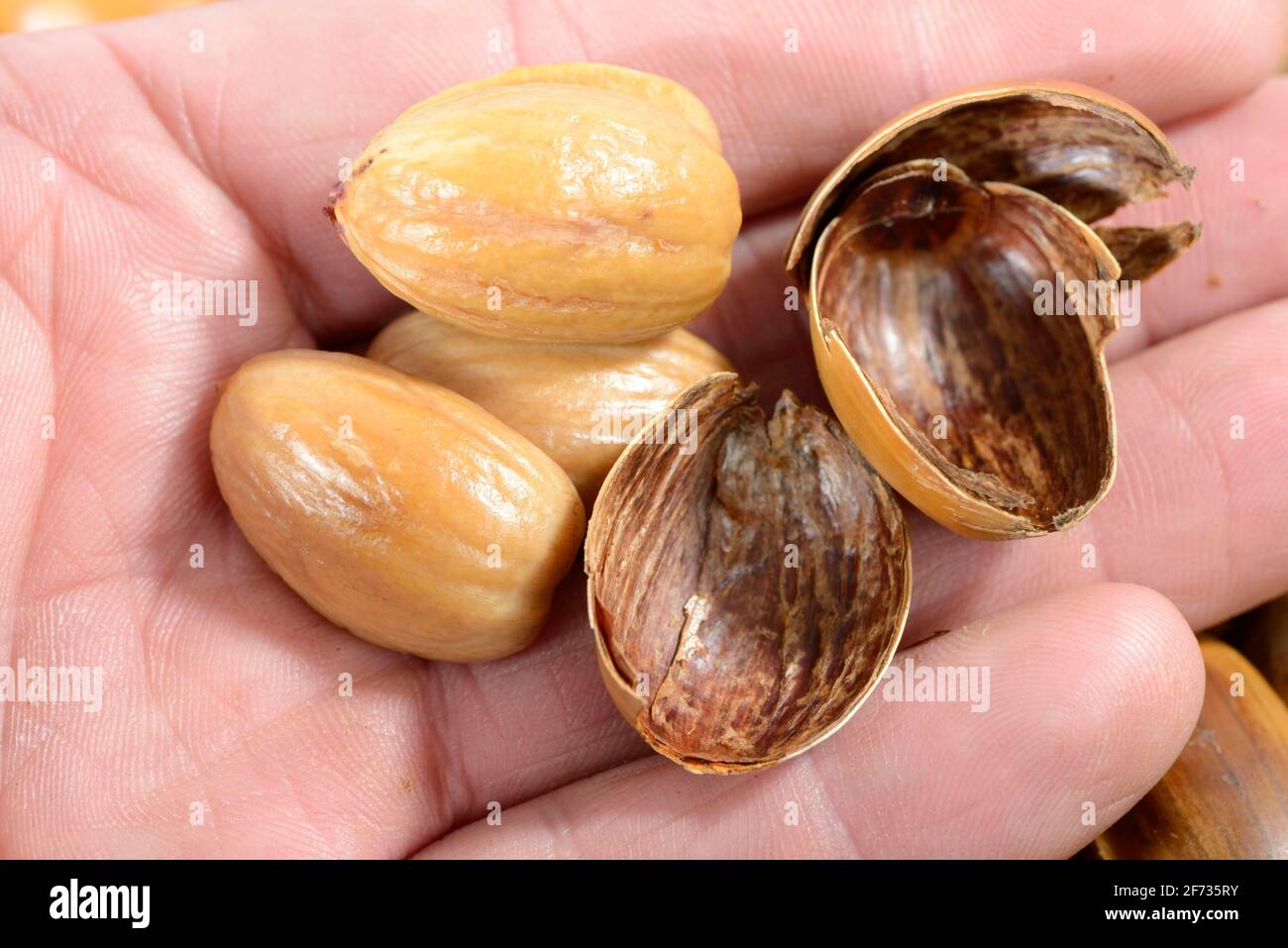 Acorns roasted, English oak, summer oak (Quercus robur), roasted ...