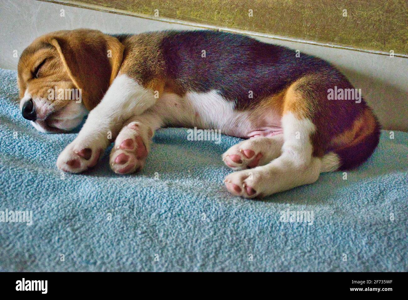 Do Beagle Puppies Sleep Through The Night
