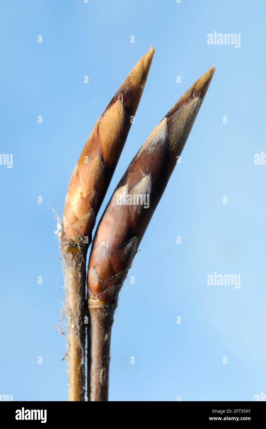 Common beech (Fagus sylvatica), bud, beech Stock Photo - Alamy