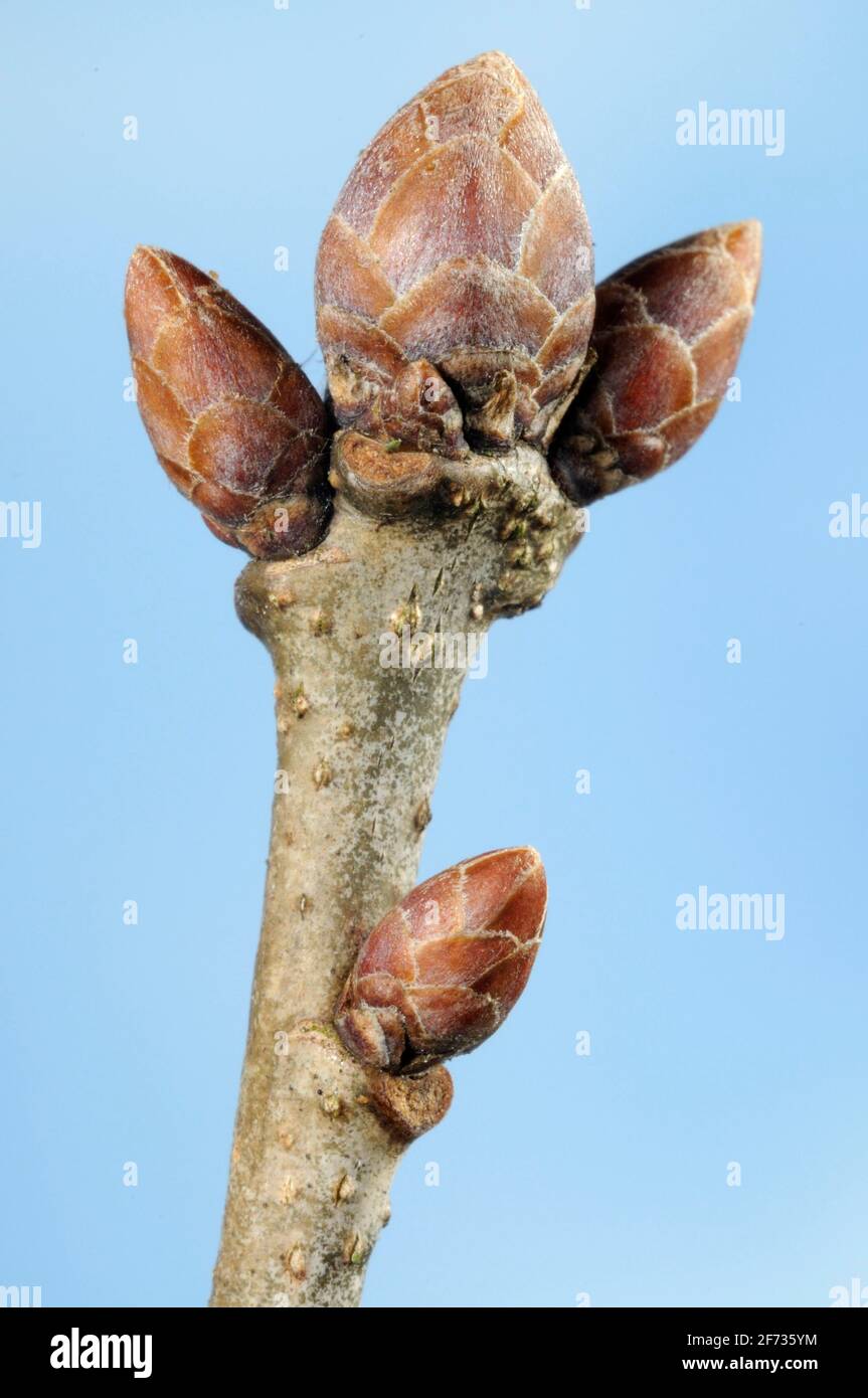 English oak (Quercus robur), buds Stock Photo - Alamy