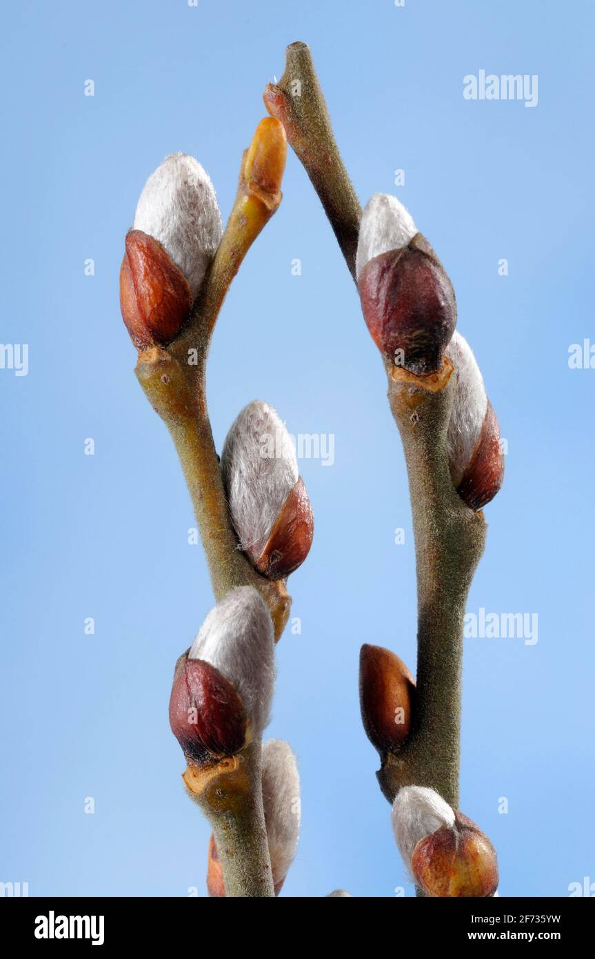 Goat willow (Salix caprea), bud, palm catkin, willow catkin Stock Photo ...