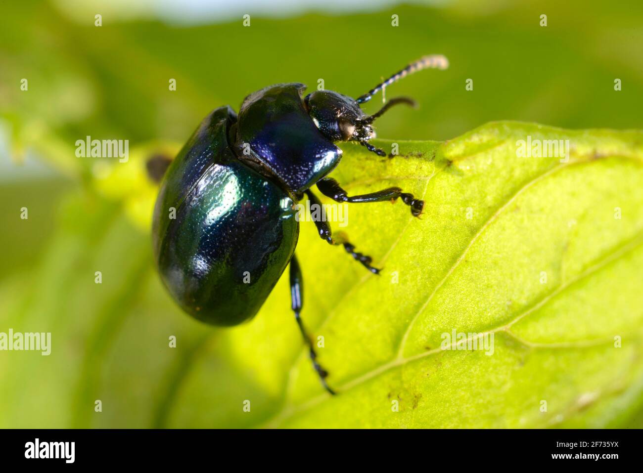 Peppermint beetle, mint leaf beetle (Chrysolina herbacea Stock Photo ...