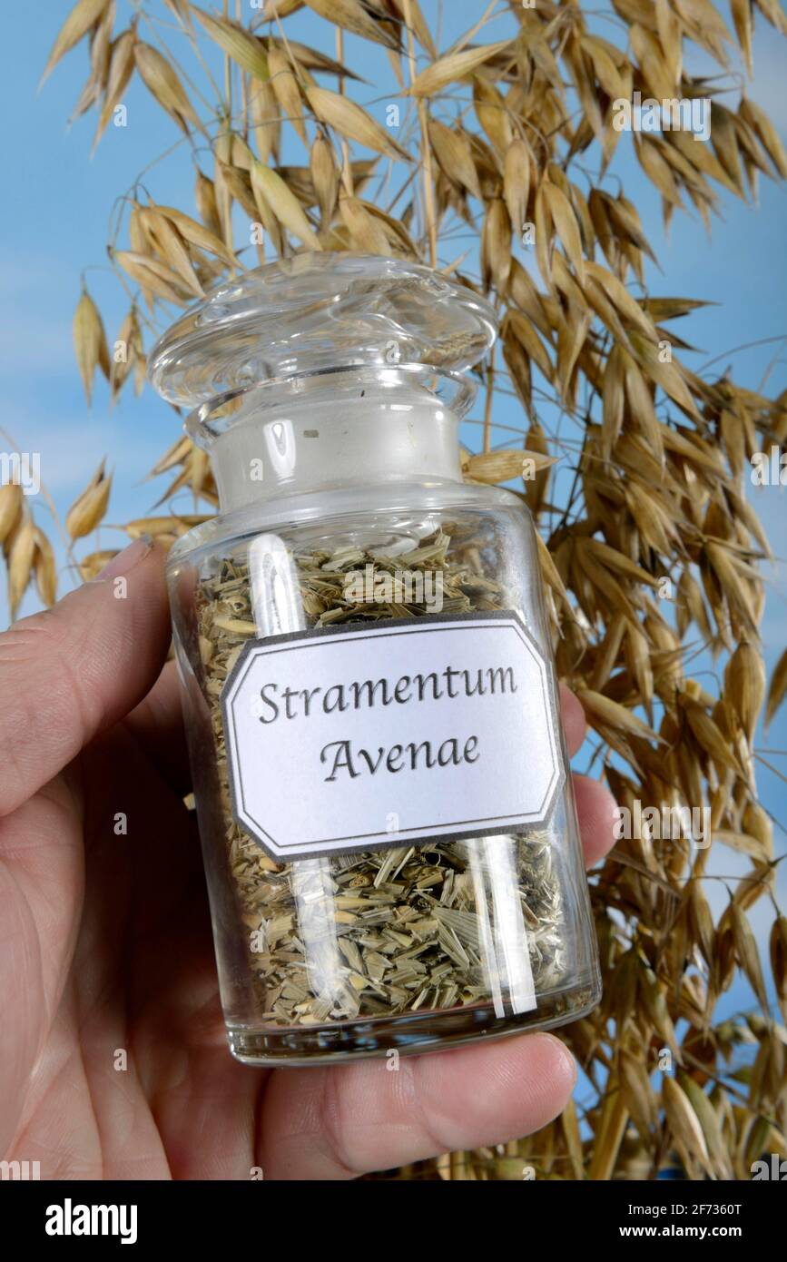 Oat straw (Avena sativa), Oats Stock Photo - Alamy