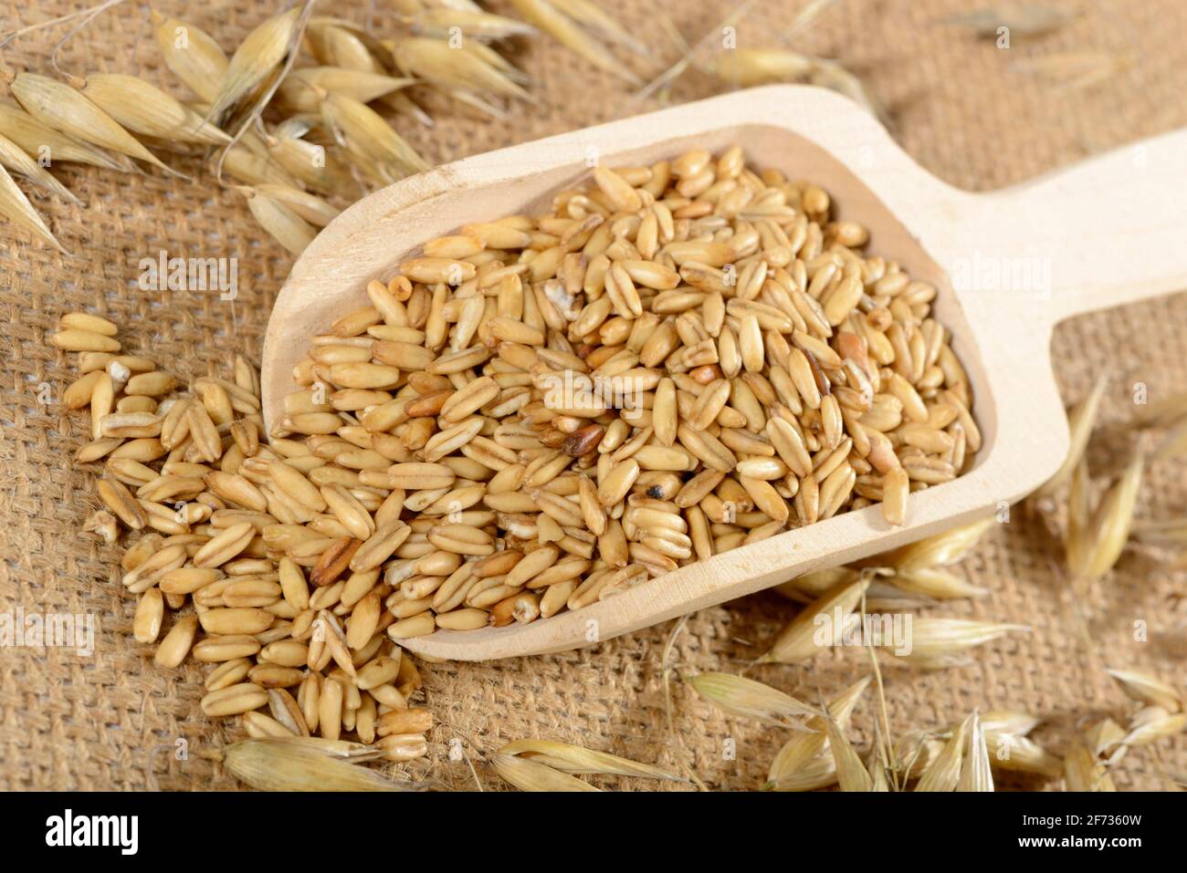 Oats (Avena sativa), oat grains Stock Photo - Alamy