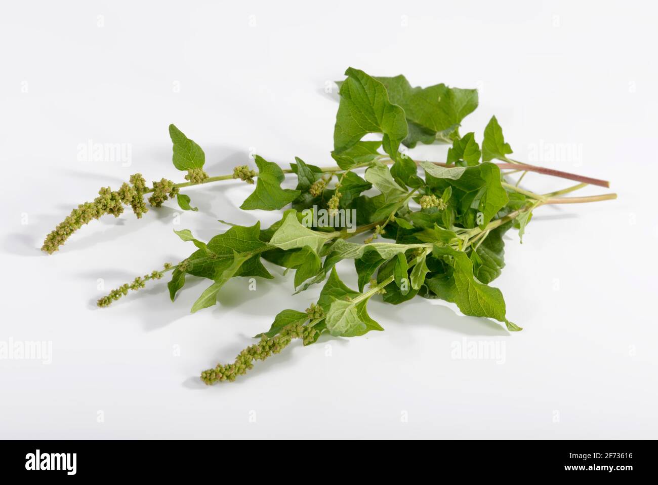 Good Henry (Chenopodium bonus-henricus), Proud Henry, Village Goosefoot ...