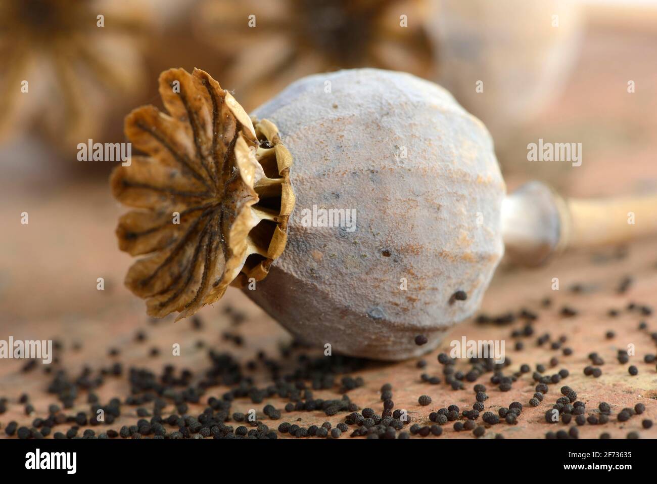 Opium poppy (Papaver somniferum), seed capsule and seeds, poppy, poppy ...